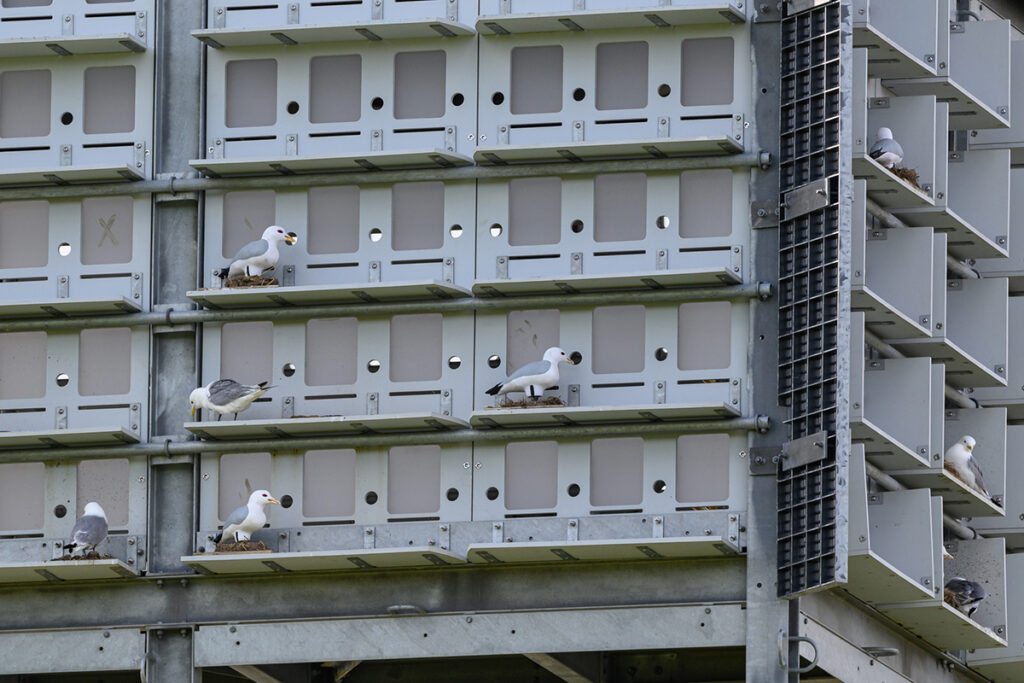 Kittiwakery Tower – Saltmeadows – Gateshead